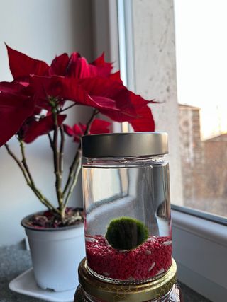 Alga Marimo