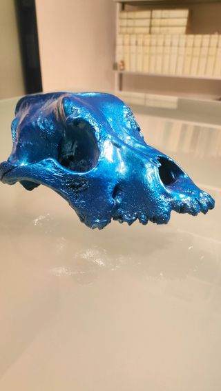 VERO teschio di Canis Lupus reinterpretato.