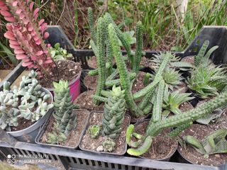 piante grasse di tutte le dimensioni 