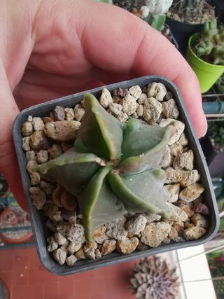 astrophytum myriostigma x fukuryu 