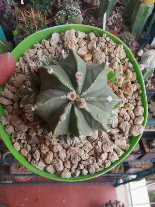 astrophytum prolifica 