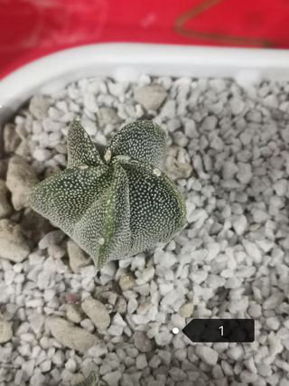 astrophytum myriostigma x fukuryu 