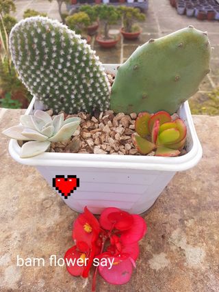 opuntia double