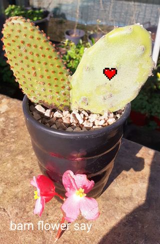 OPUNTIA DOUBLE CUORE 
