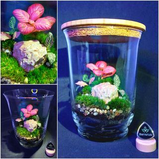 Terrarium "Buongiornissimo"