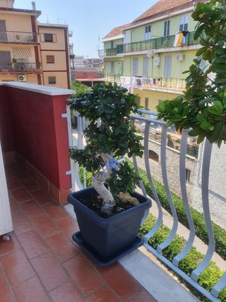 Bonsai gigante 