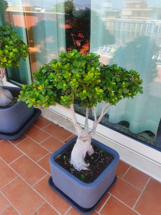 Bonsai