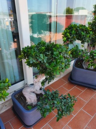 Bonsai gigante 