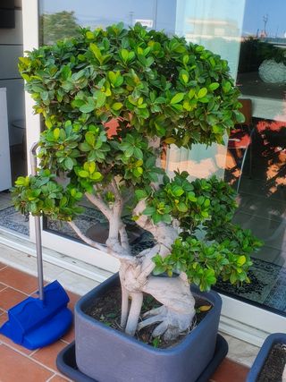 Bonsai gigante 