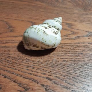 conchiglia con porticina