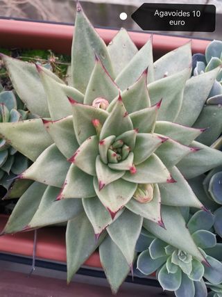 Agavoides 