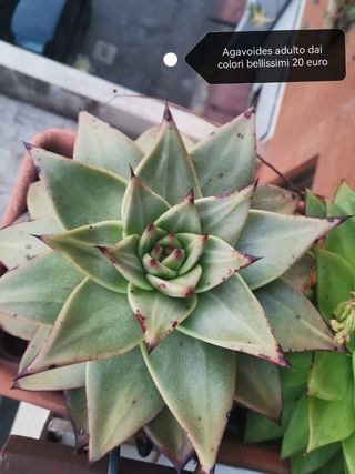 agavoides 