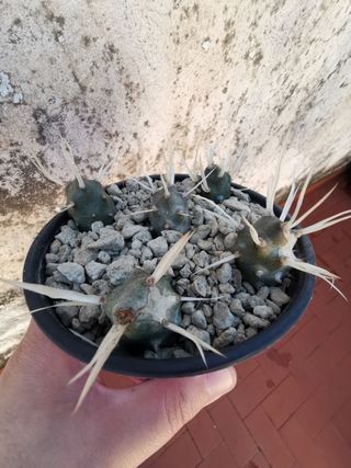 Tephrocactus strobiliformis