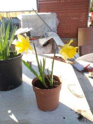 Narciso trombone giallo 