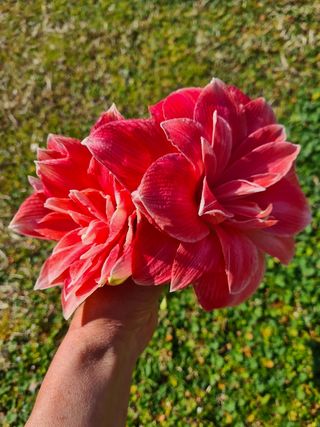 Hippeastrum 2bulbi +1 bulbillo 