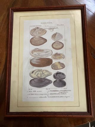 Stampe incorniciate conchiglie