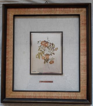 Georg Dyonysius Ehret - The Royal Virgin Rose