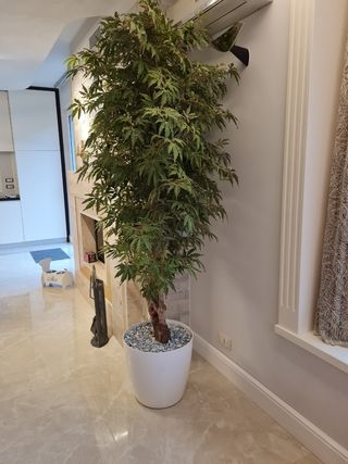 Pianta arredamento tronco vero 