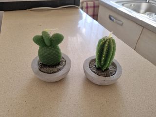 cactus piccoli