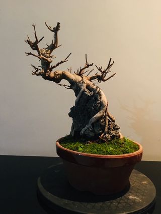 Bonsai acero burgerianum 
