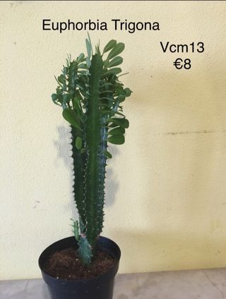 Euphorbia Trigona piantine 