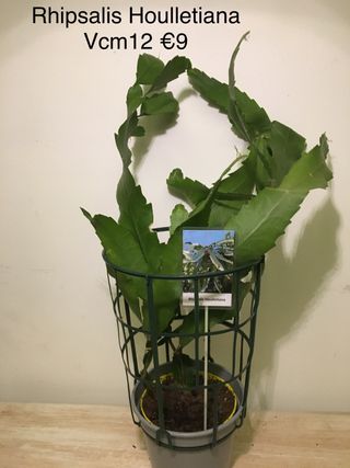 Houlletiana Rhipsalis piantine 