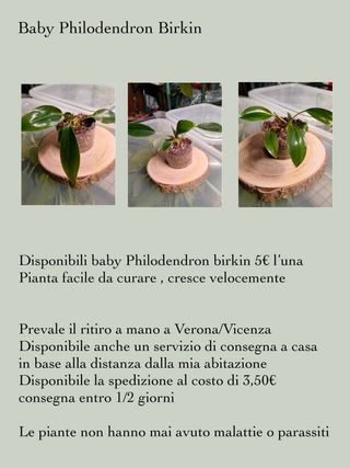 Philodendron Birkin