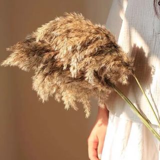 pampass grass home decor 