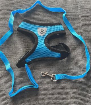 Pettorina e collare