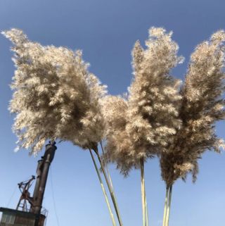 pampass grass 10 pcs 