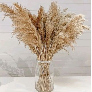 pampass grass 10 pcs 