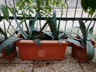 piante grasse