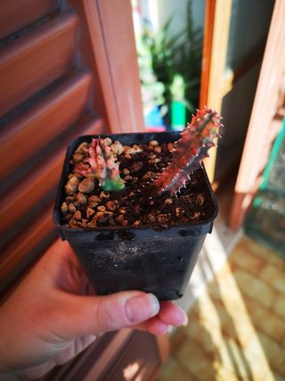 Huernia Zebrina Variegata 