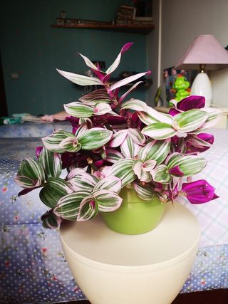 Tradescantia