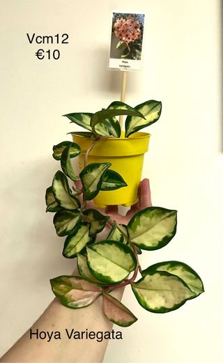 Hoya Variegata piantine 