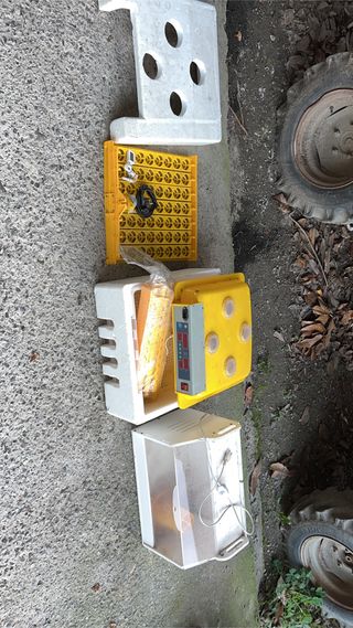 Incubatrice uova