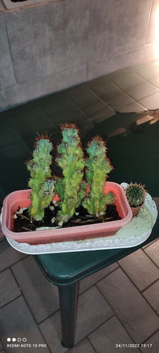 pianta grassa