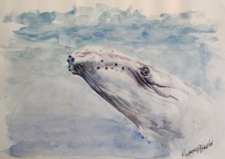 Acquerello originale balena megattera firmato