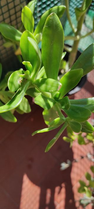 letame di ottima qualità