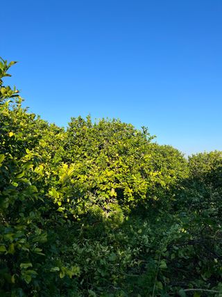 Limoneto