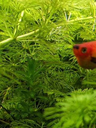 Potature di limnophila sessiliflora