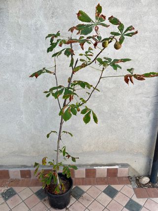 Piante di castagno d'india