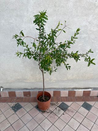 Piante di melograno