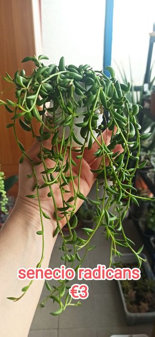 senecio radicans vaso 8.5