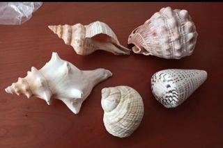 conchiglie 