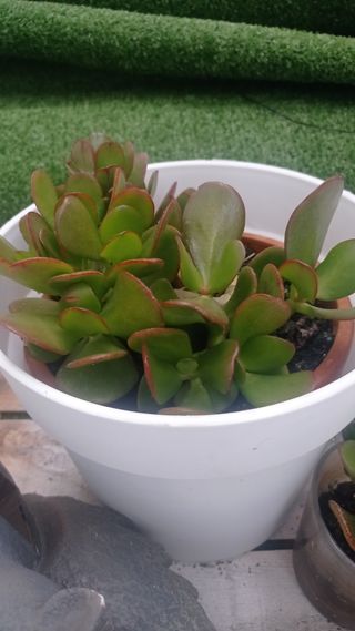 craussula ovata pianta 