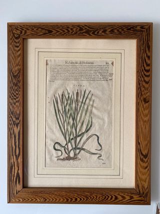 Quadro stampa acquarellata di Mattioli. Anno 1584.