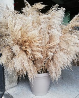 pampass grass home decor 