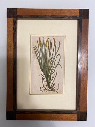 Quadro stampa inglese di Mattioli. Anno 1602.