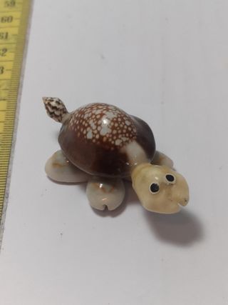 tartaruga fatta con le conchiglie 